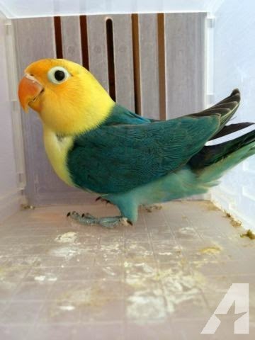 Especies de Agapornis: Nueva mutuación Yellow Face