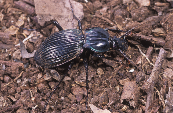 Variety of Life: Pamborus