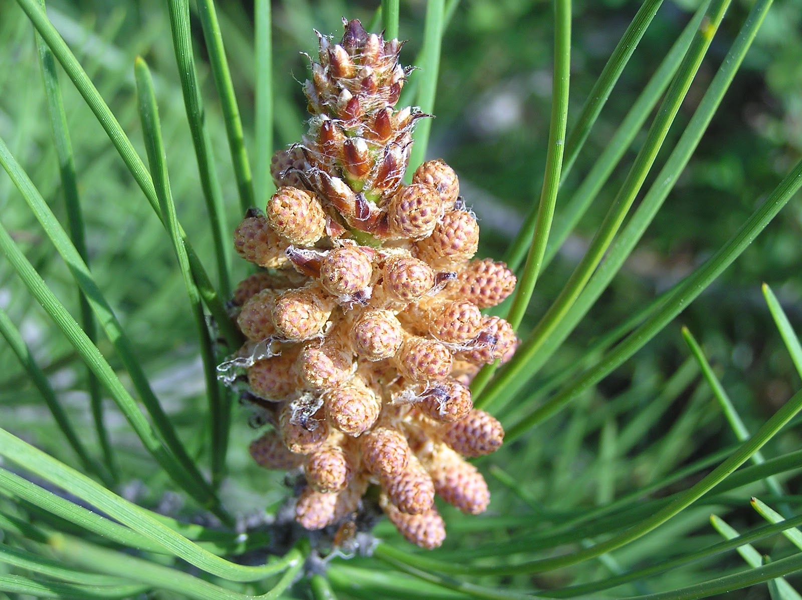 Flores Silvestres: Pinus pinaster