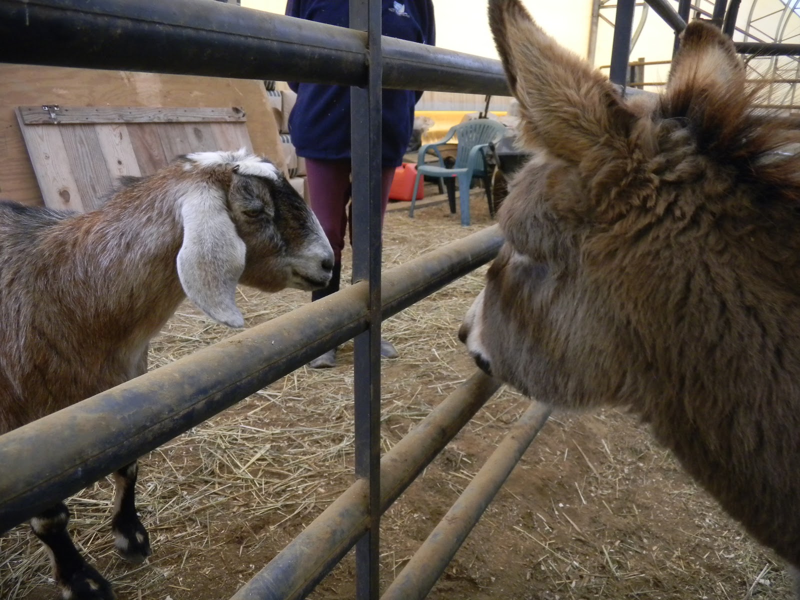 Finding My Way to Moose River Farm: Operation Donkey Drop