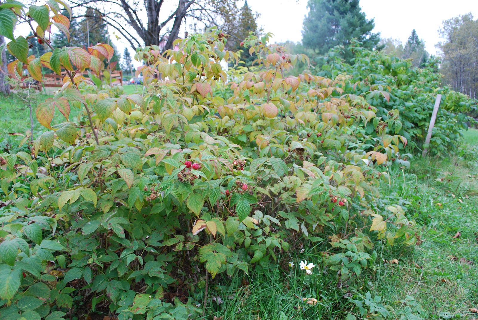 Ferme du Sault: Framboisier Sweet treat