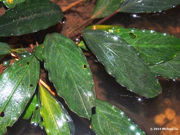 The rainforests of Borneo & Southeast Asia: Bucephalandra akantha from ...