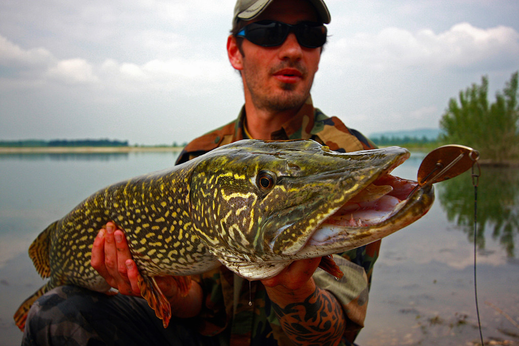 Fishing In Croatia (and in the neighbourhood): 100 cm long pike monster ...