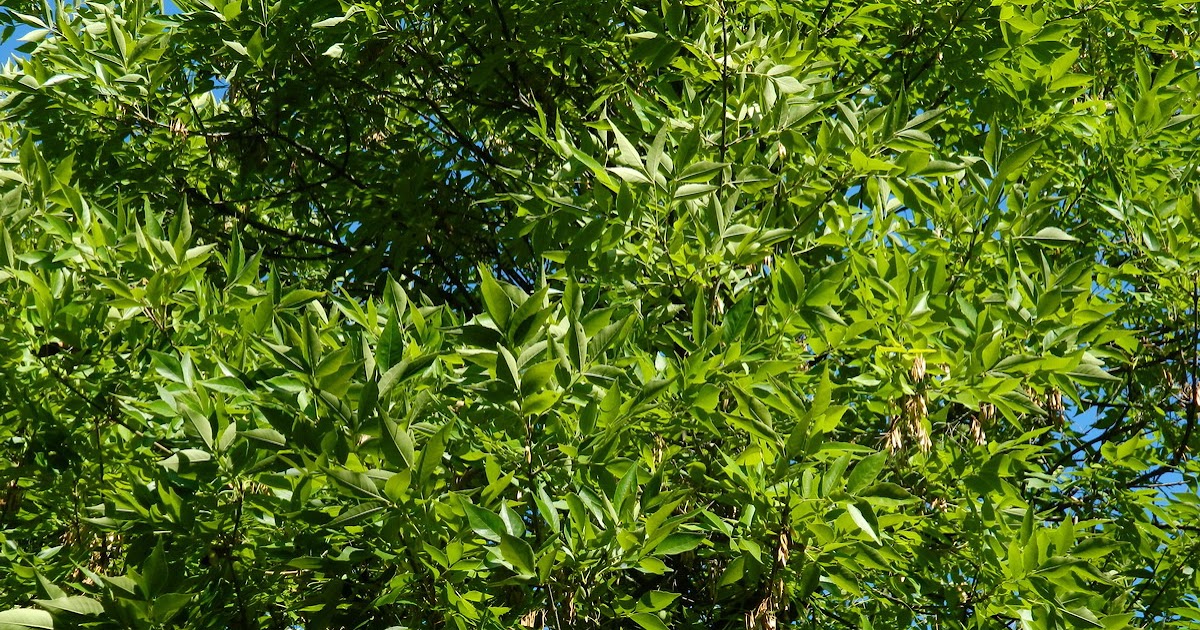 LA MULTI ANI, ROMANIA!: Frunze verzi