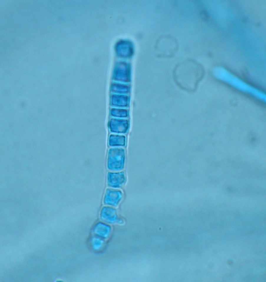 ATLAS MICOLOGIA: NEOSCYTALIDIUM HYALINUM