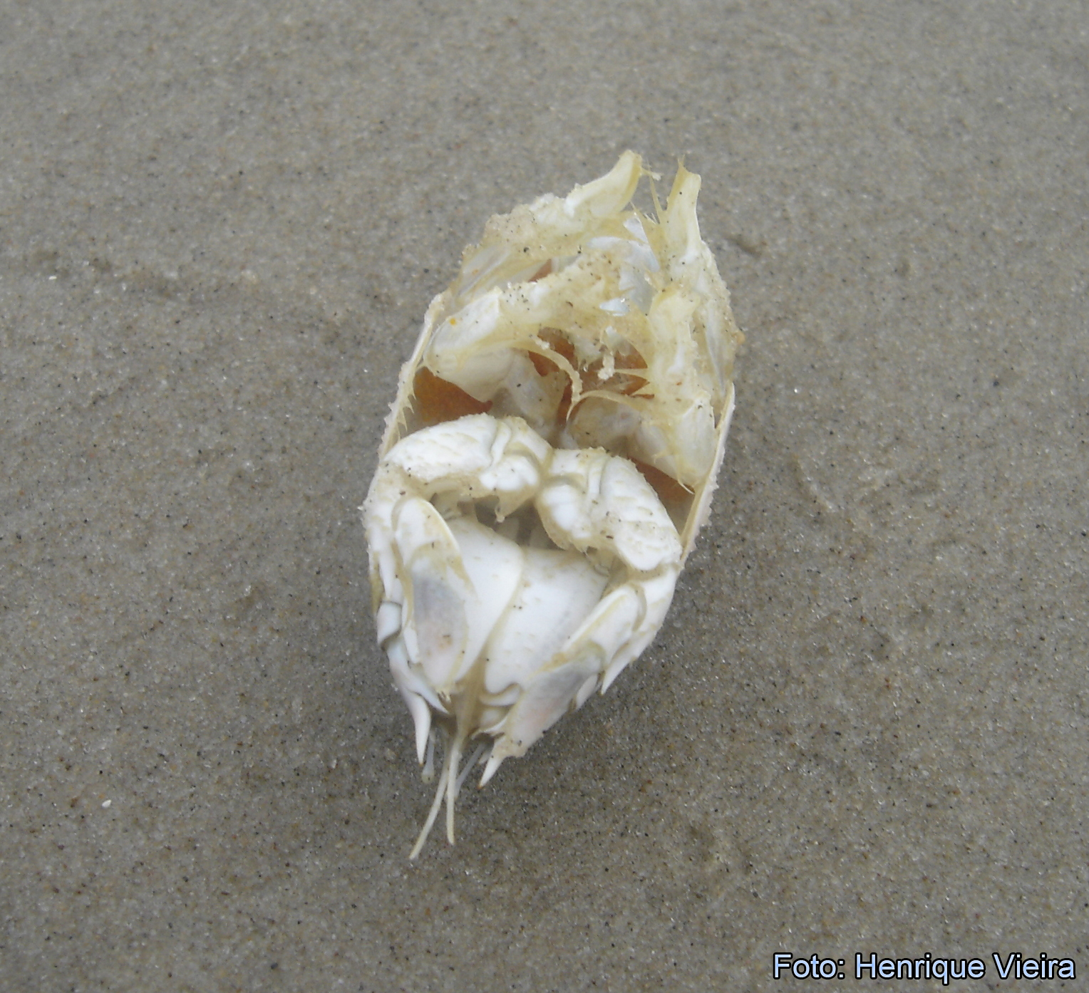 ll Procurando Animais ll: Tatuíra