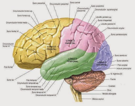 Neuropsicologia : EMBRIOLOGIA DEL SISTEMA NERVIOSO