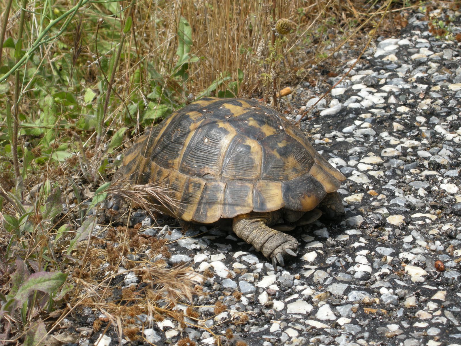 Paseando por León: Turquía: fauna