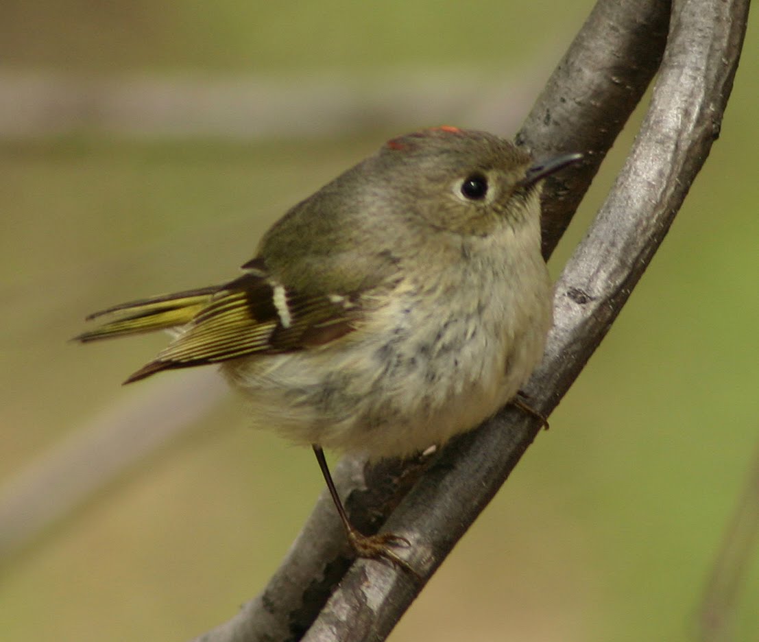 Chris's Bird-a-day blog: April 16 - Ruby-crowned Kinglet