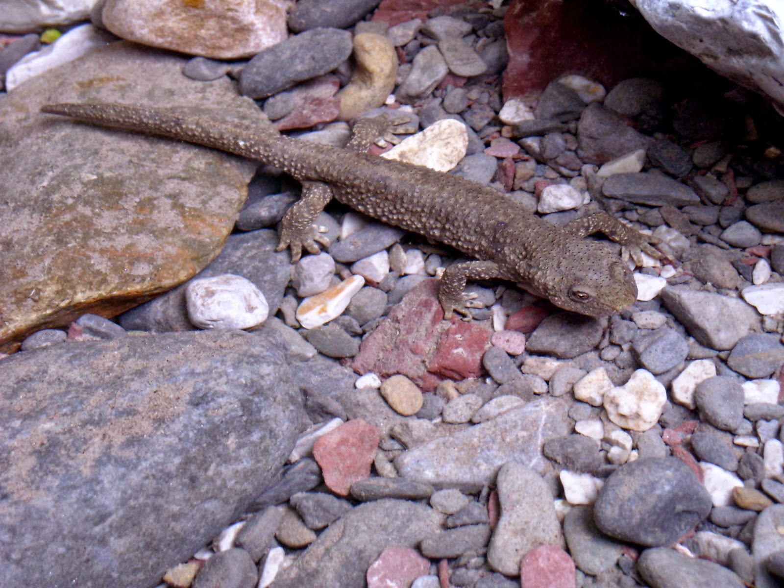 BICHOSARAGON: SALAMANDRAS EN VALLE DE ANSÓ (capítulo 1)