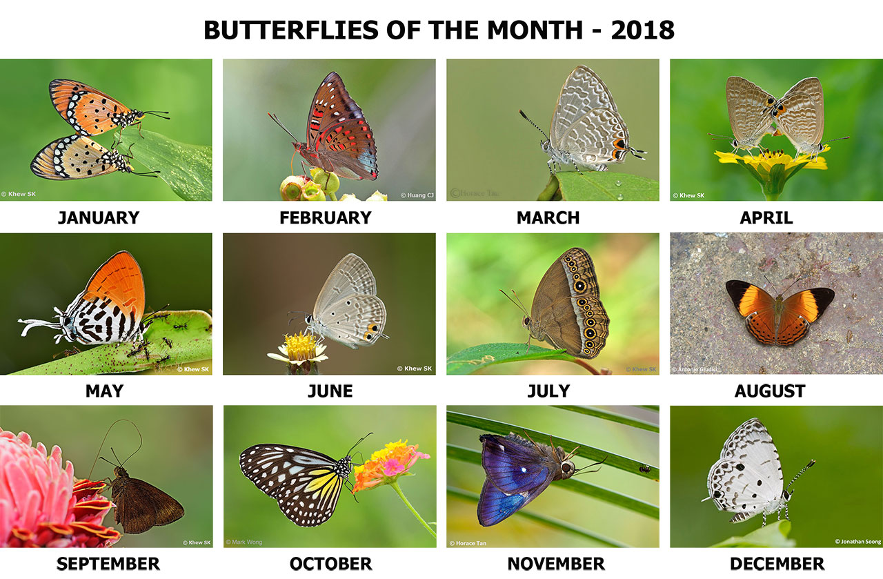 All Butterflies Names