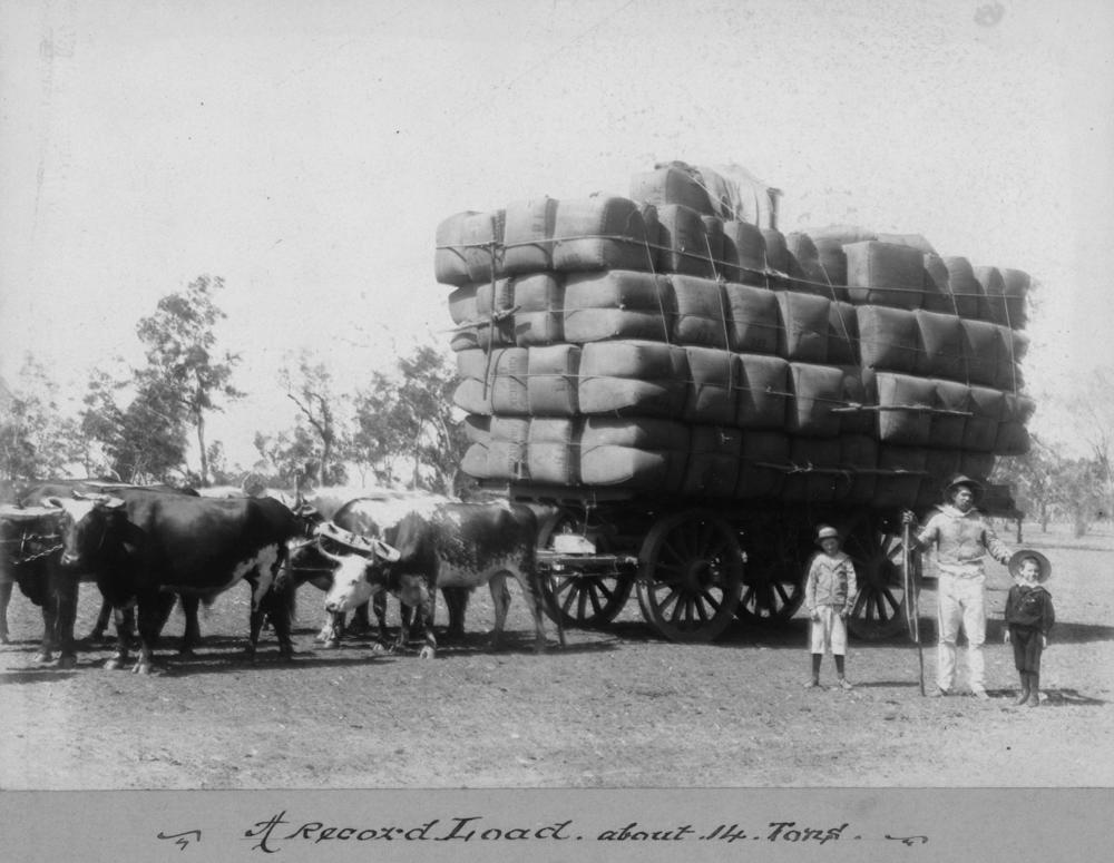 Bullocks, Bullockies and Bullock Teams: - TOTO WOMENS