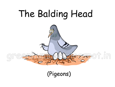 Green Humour: 15 Amusing Bird Nests