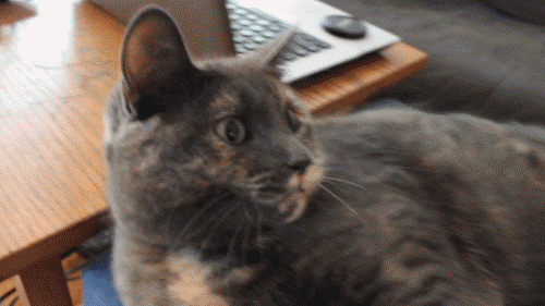 Funny cats - part 104 (40 pics + 10 gifs) | Amazing Creatures