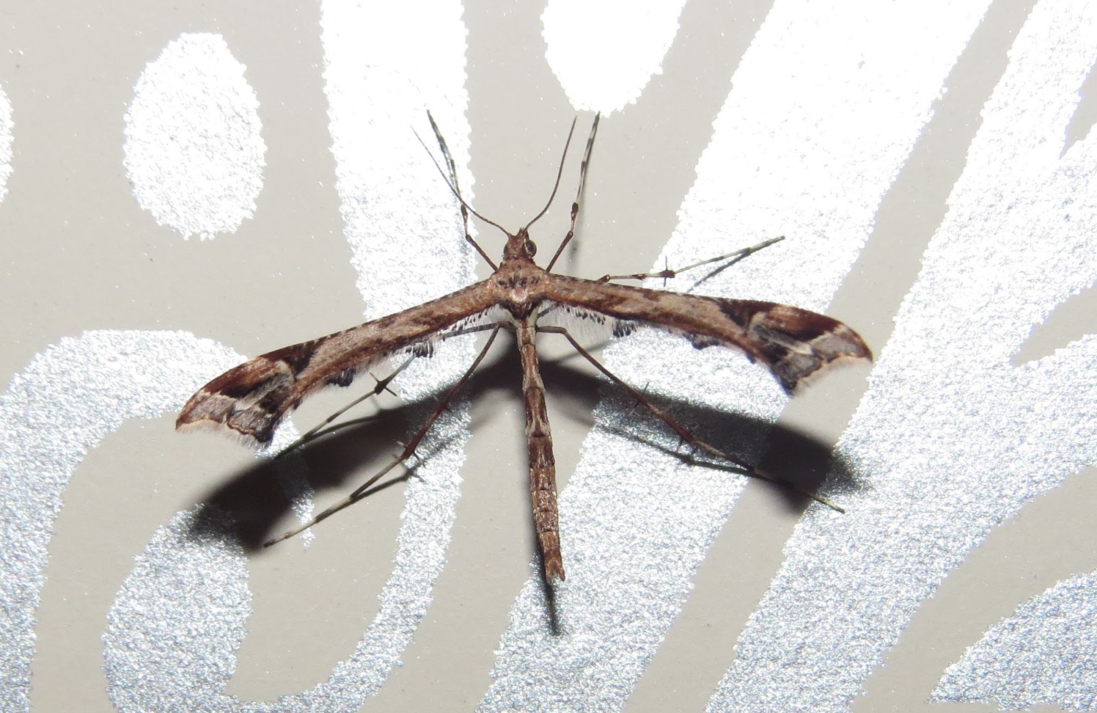 Beautiful plume moth - Amblyptilia acanthadactyla