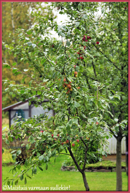 Maistuis varmaan sullekin!: Luumu-vadelmamehu