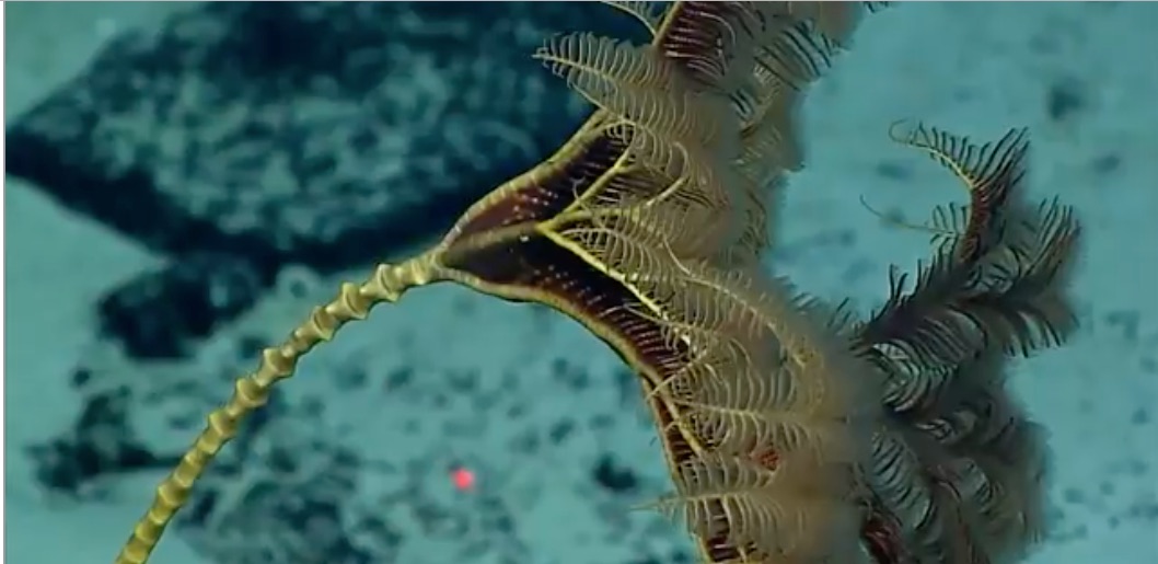 The Echinoblog: Okeanos Tropical Pacific Highlights: RARE and BRILLIANT ...