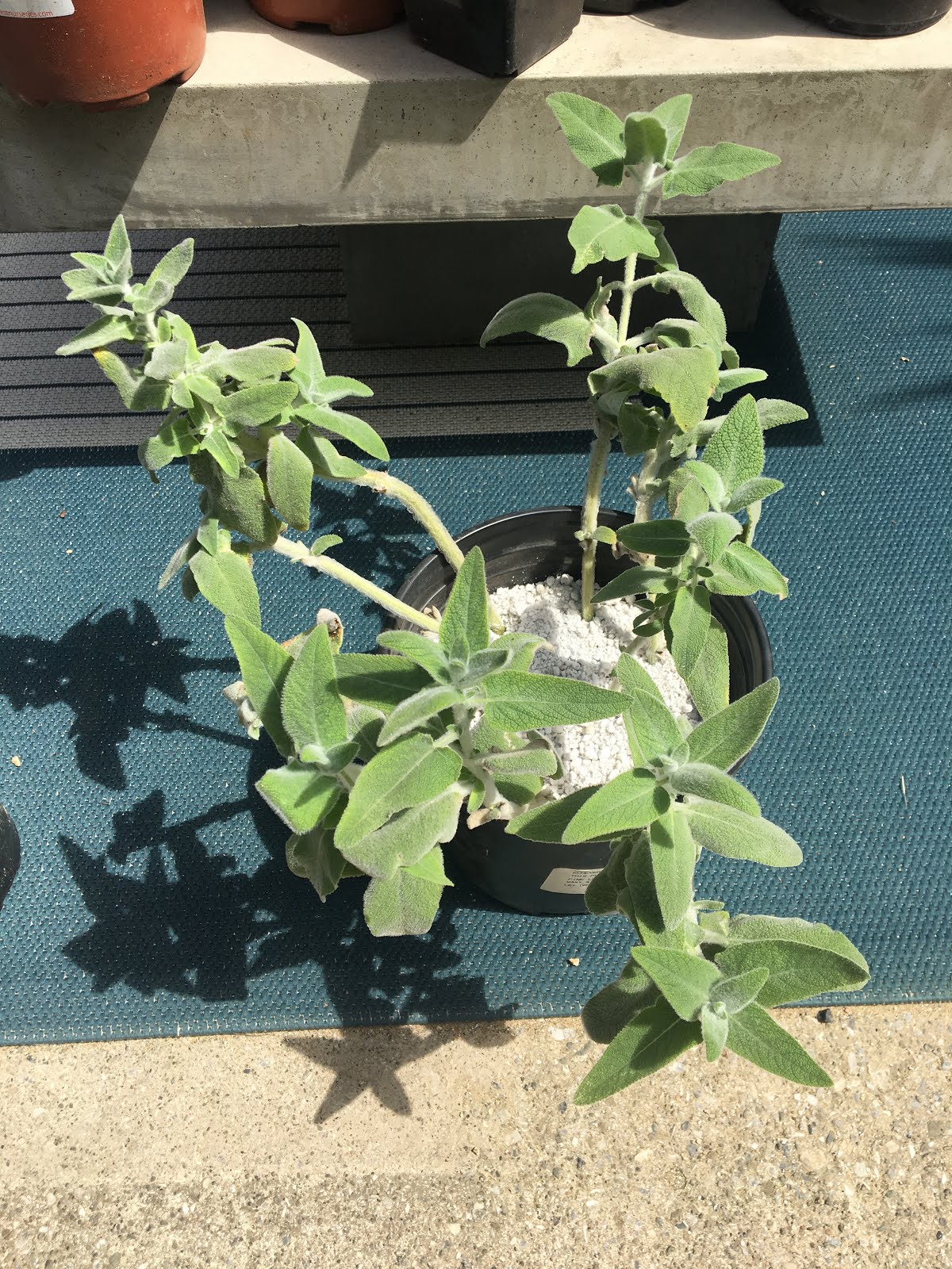Pennsylvania Street Gardens: How to root Salvia cuttings