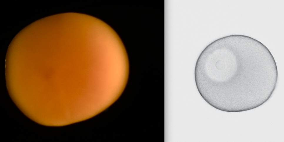 Invertebrate Embryology: Planktotrophy versus lecithotrophy