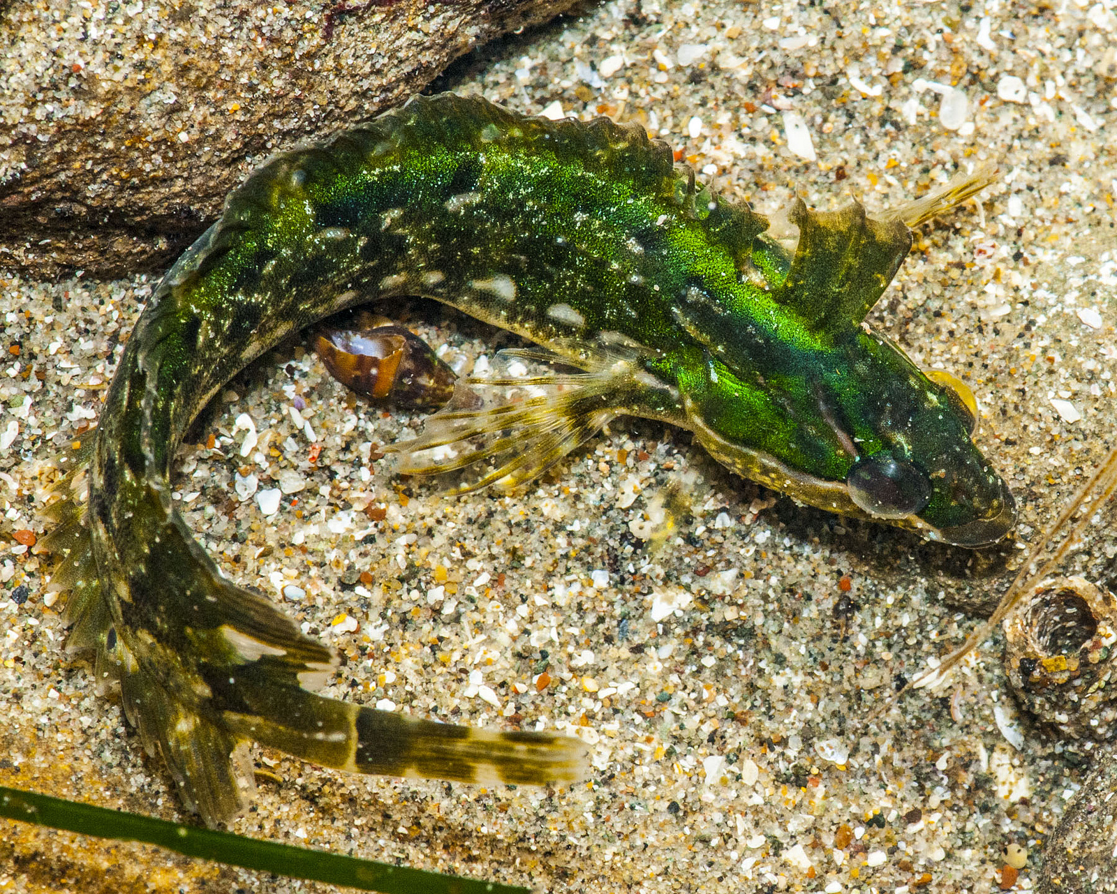 Real Monstrosities: Kelpfish, Gibbonsia