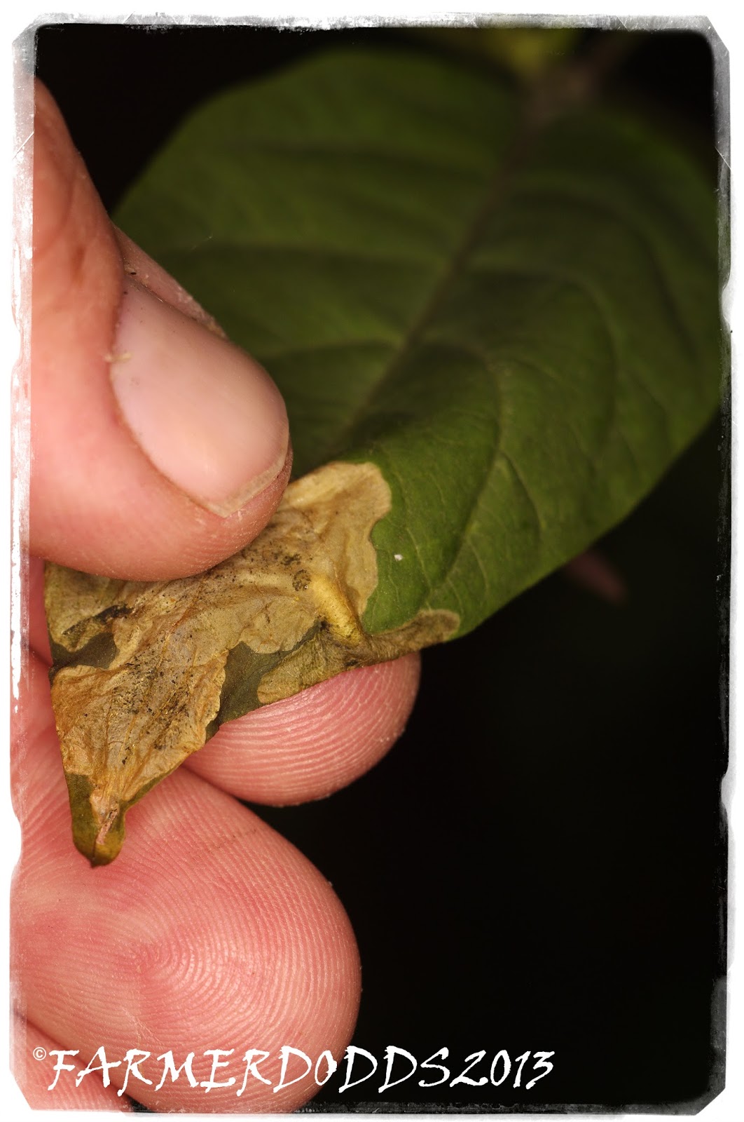 KYKEON PLANTS: POPPY PEST AND DISEASES