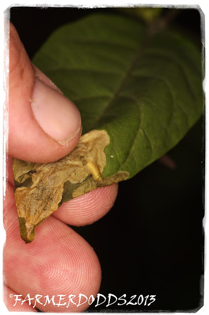 KYKEON PLANTS: POPPY PEST AND DISEASES