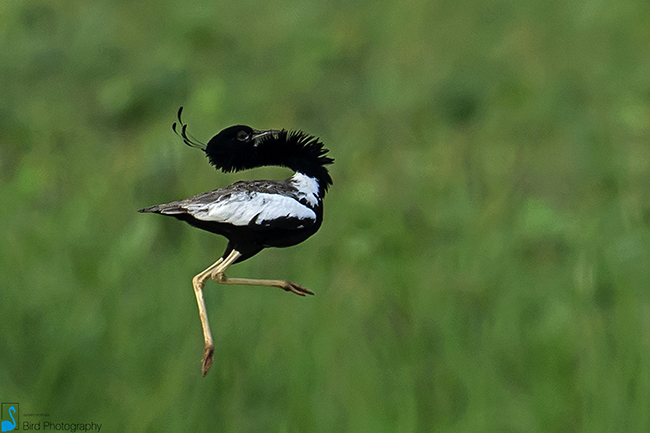Birding in Sonkhaliya - (for Lesser Florican) ~ Happy's Click