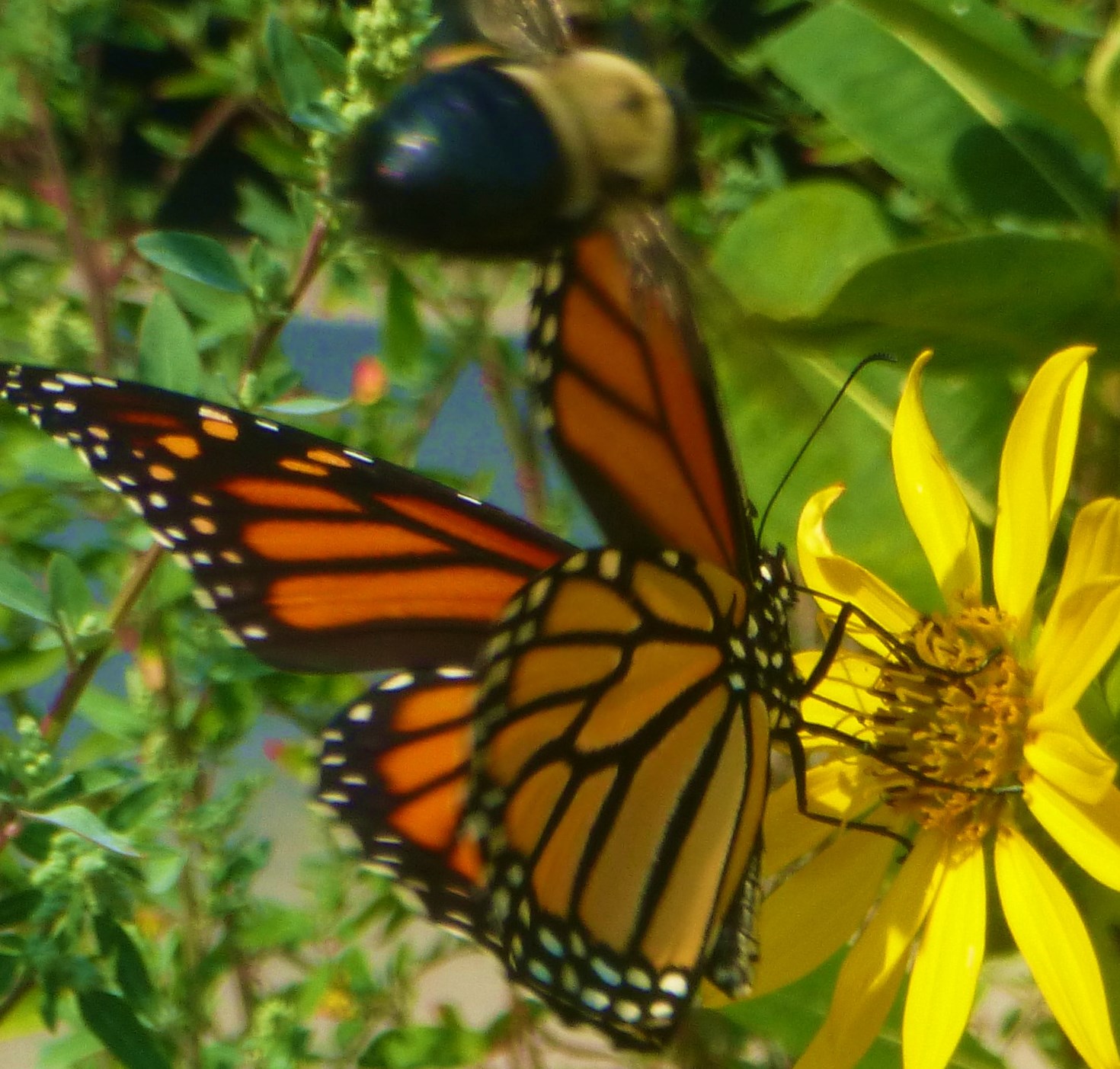 Animal Blogging With Dill The Cat: DILL'S VISIT TO THE INDIANAPOLIS ZOO