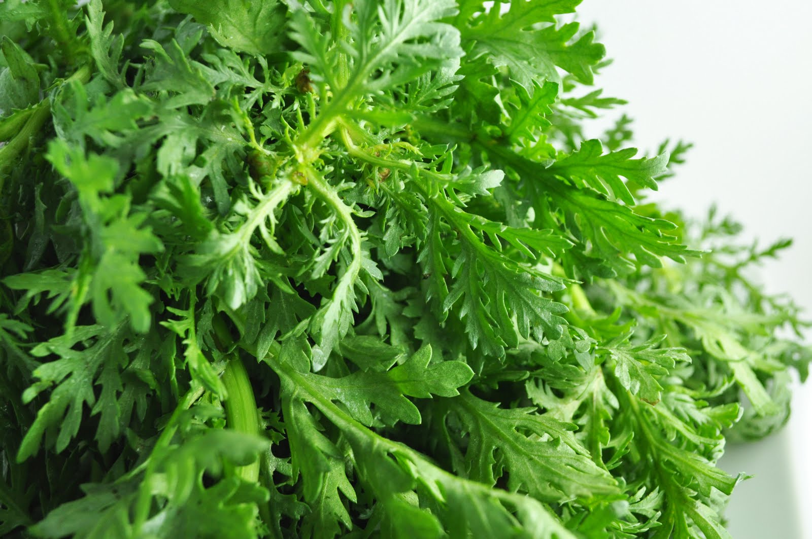 vegan ascent: Tung Ho