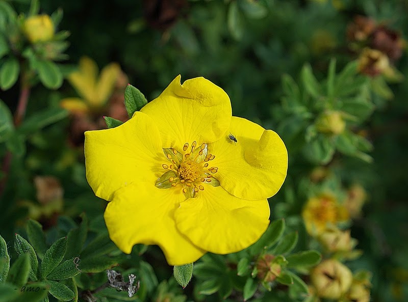 amo sin blogg: X-faktor blomster: Gul