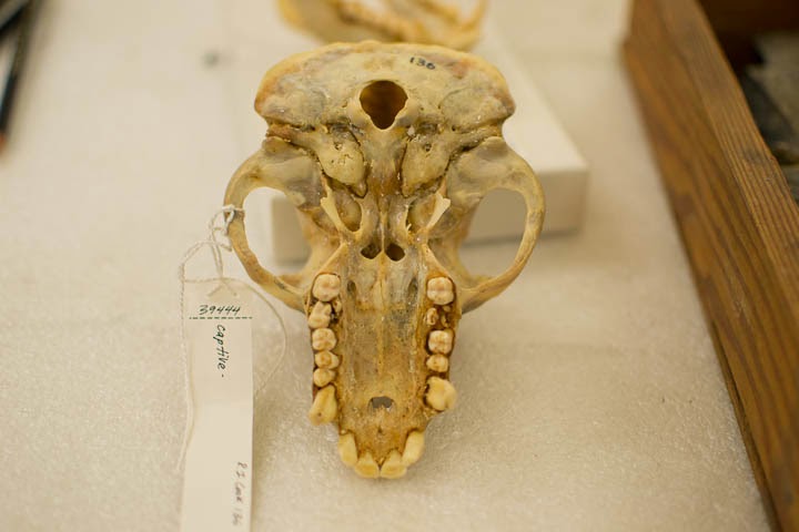 Inky Phalangies Thoughts: Burke Museum Paleo Day