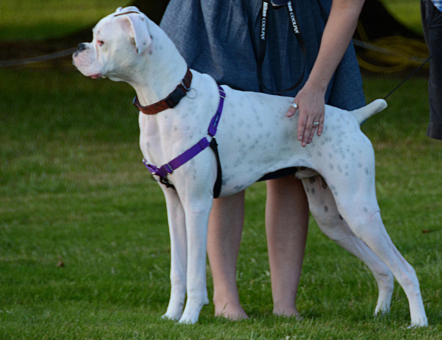 White Boxer Dog HD Wallpapers,Pictures 2013 ~ All About HD Wallpapers