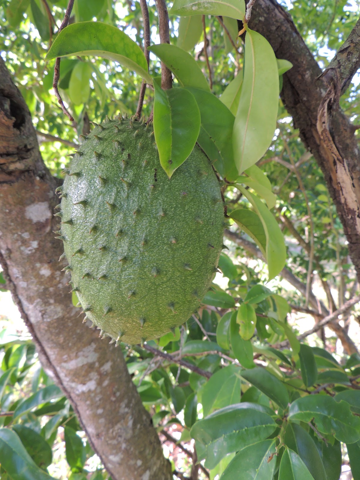 Guadeloupe - Fruits & Légumes