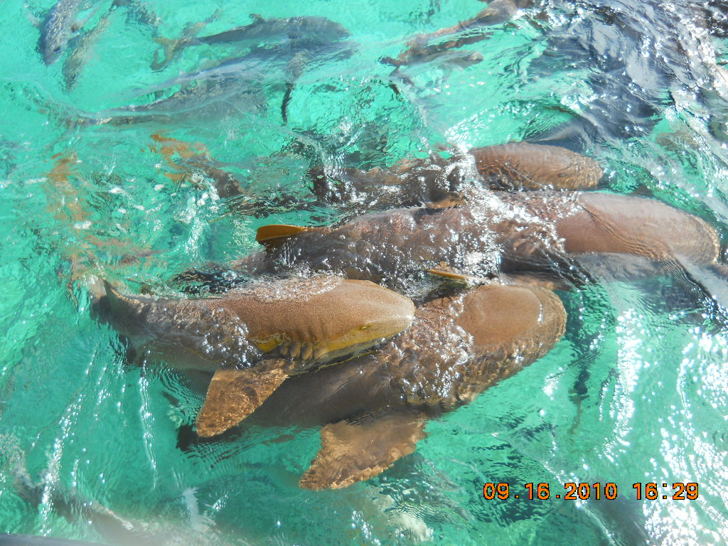 Taking Belize: Photo of the Week - Snorkeling with Nurse Sharks in Belize