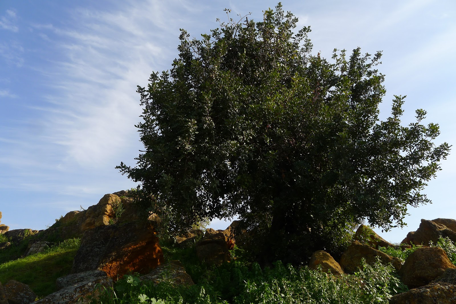 Jeffrey Bale's World of Gardens: The Kolymbetra Garden