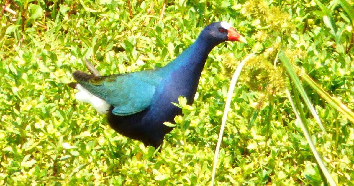 Aves del NOA y algo mas..: Pollona azul(Porphyrio martinicus)