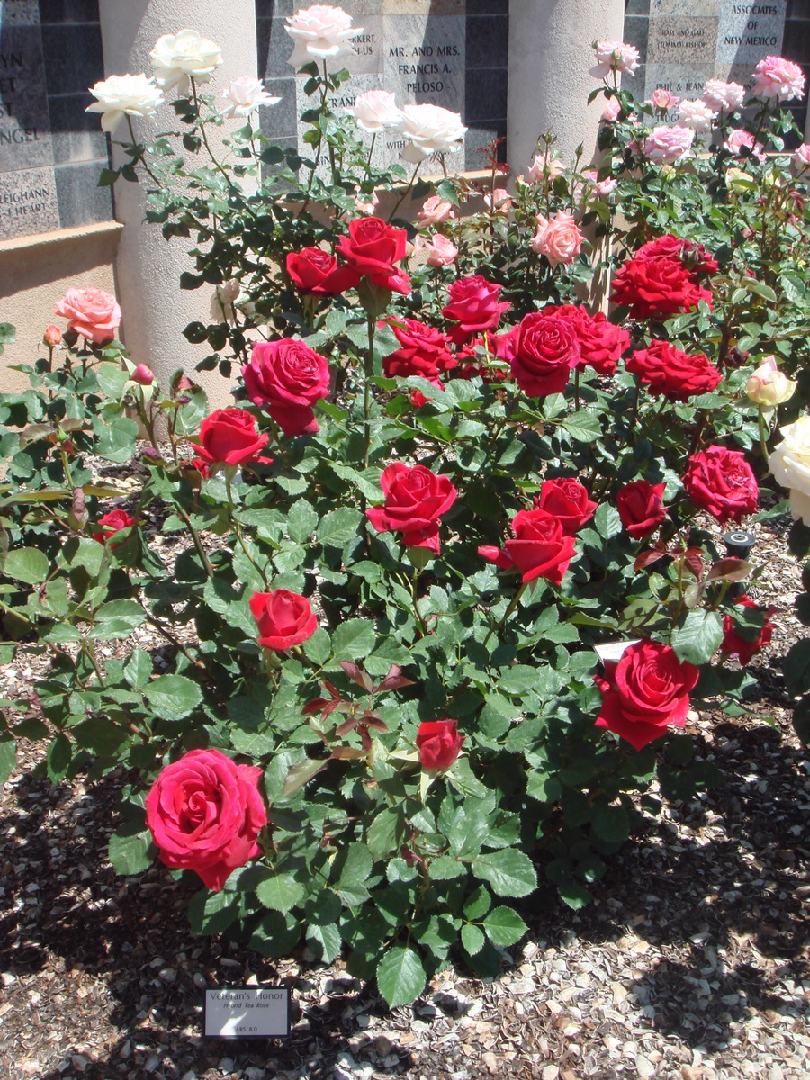 Organic Garden Dreams: Albuquerque Botanical Garden Part I