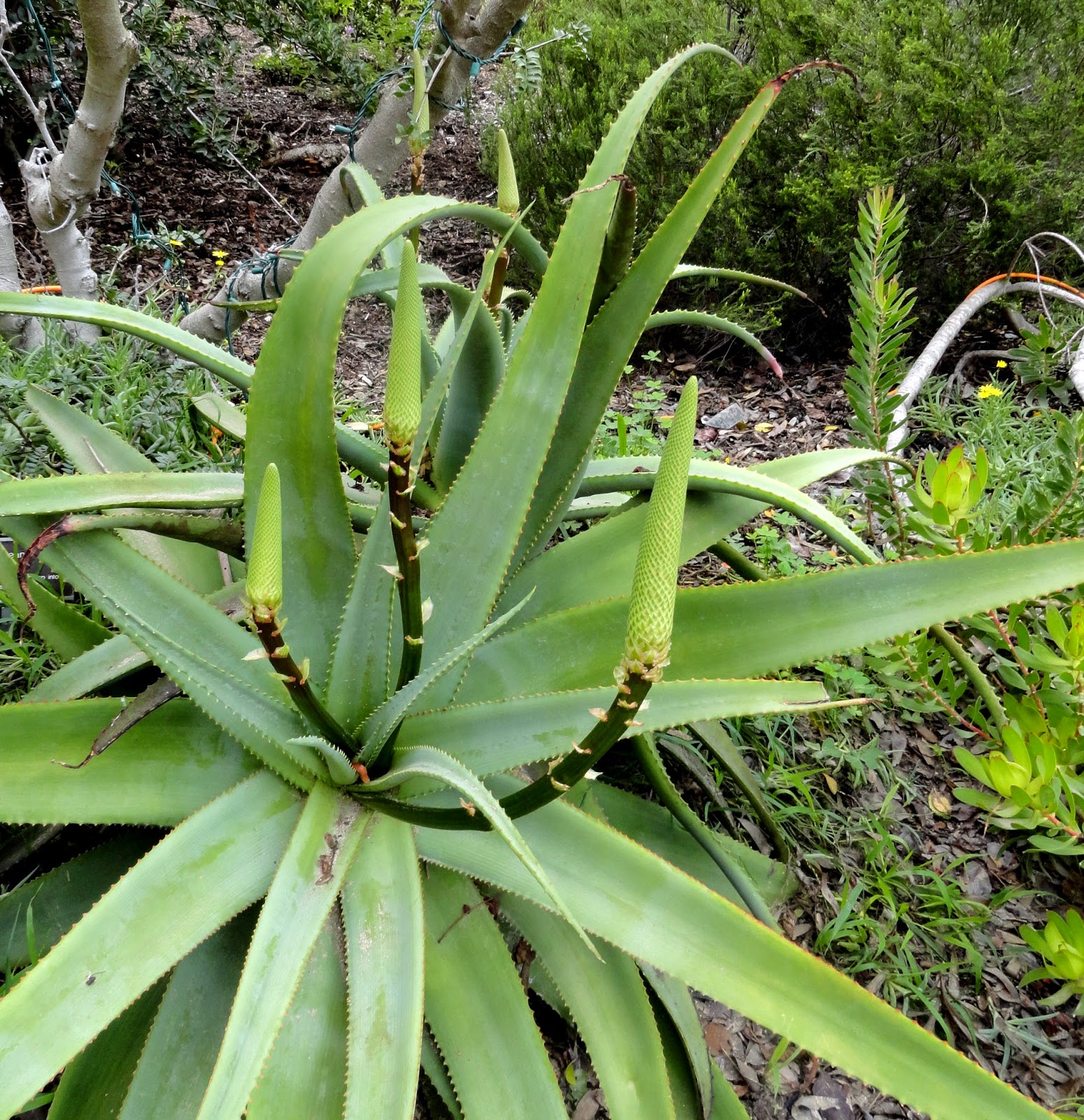 danger garden: San Diego Botanic Garden, Part 1