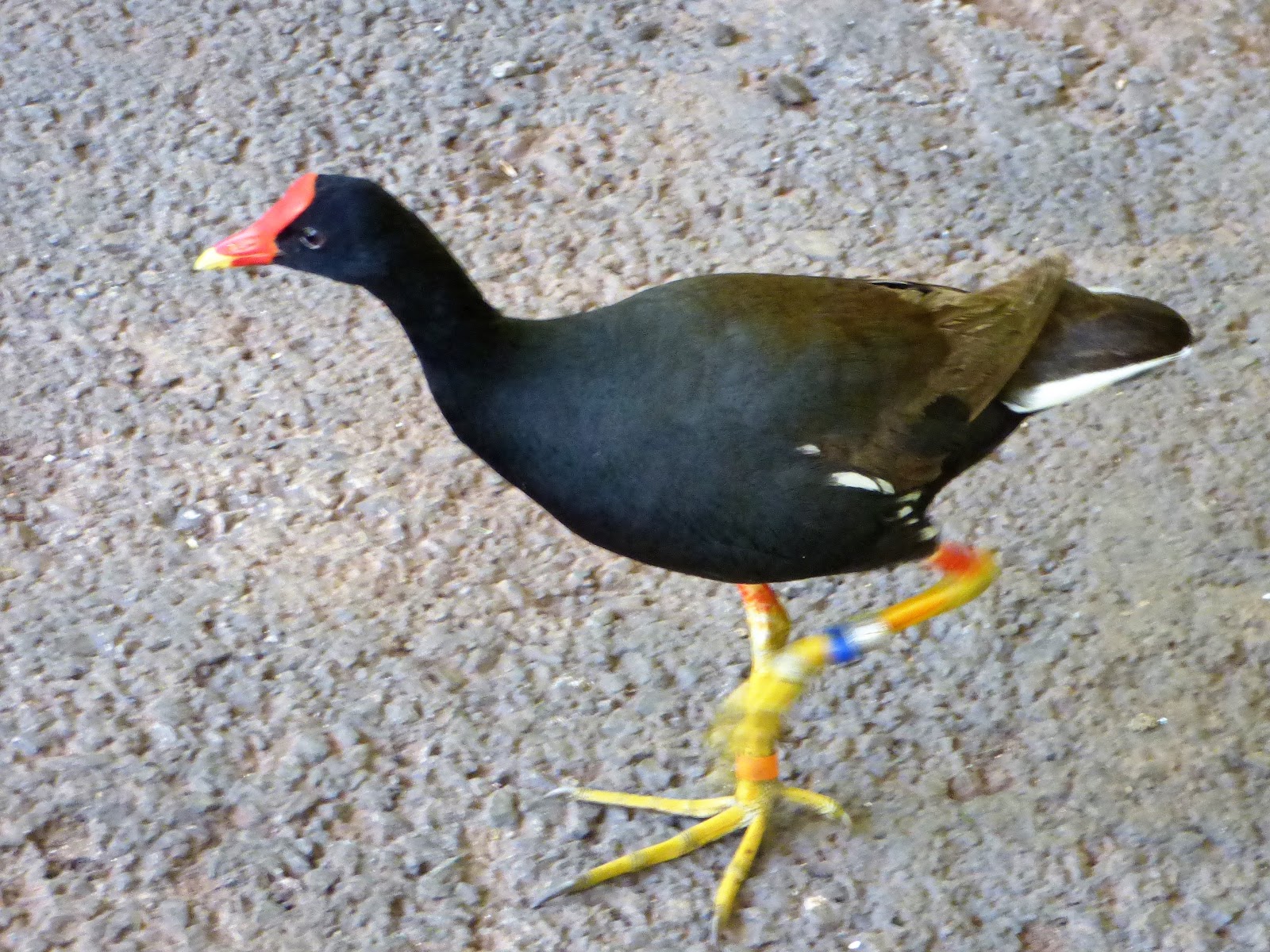 Geotripper's California Birds: ‘Alae ‘Ula in the Waimea Valley of Oahu