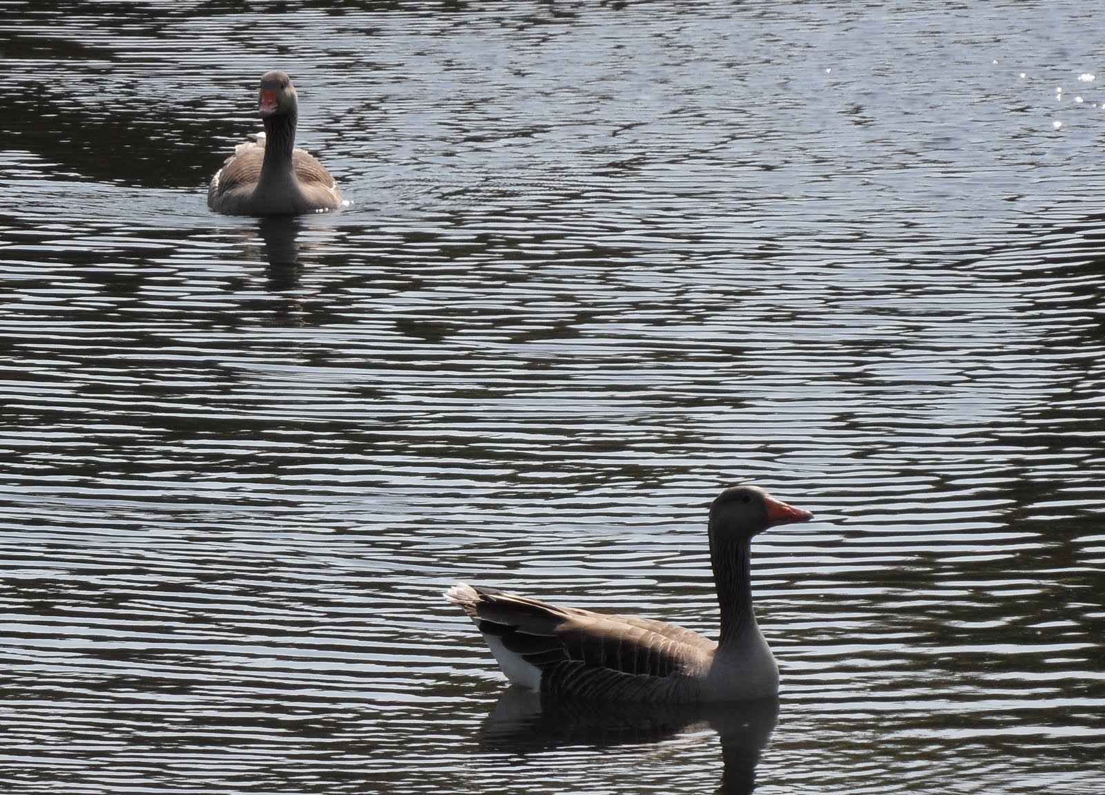 Dannysbirds: Yeadon Tarn & Rodley Nature Reserve