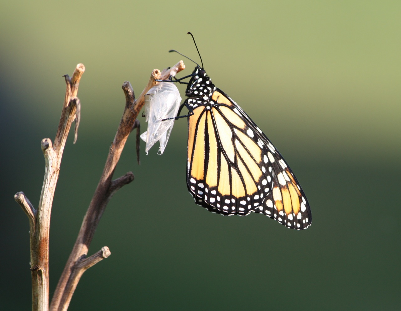 Julie Zickefoose on Blogspot: Columbus Area Zick Alert!