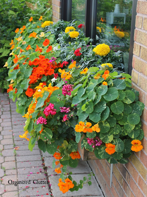 The Prettiest Window Box in Town 2015 - Organized Clutter