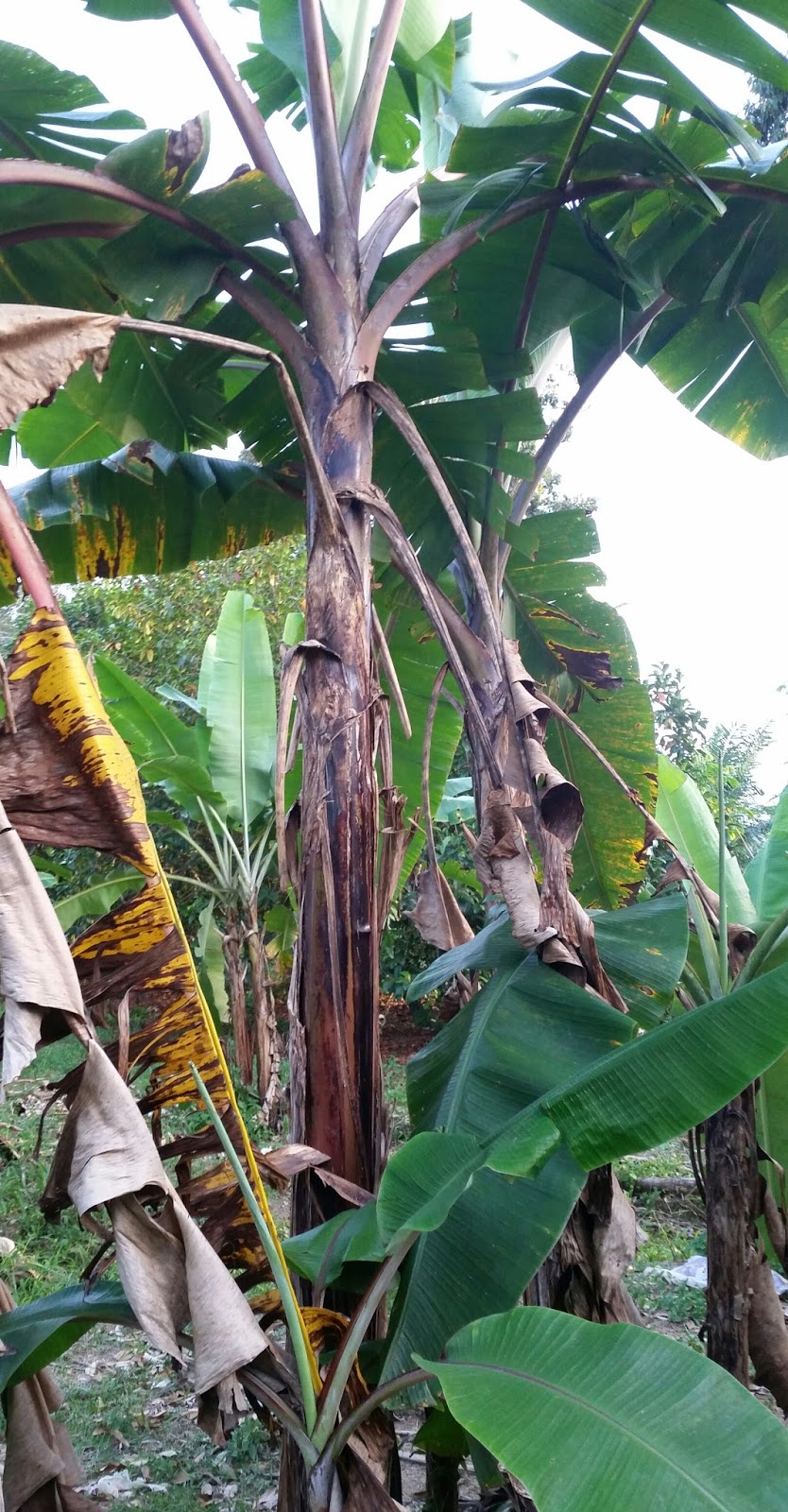 Warisan Petani: Tanaman Pisang 4 : Pokok Pisang Raja Udang.