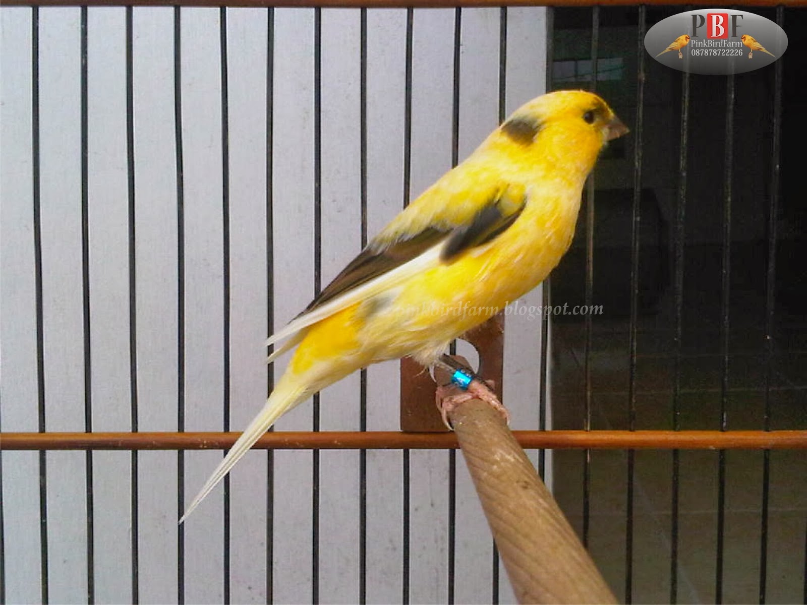 KENARI AF | PINK BIRD FARM