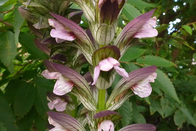 La Fleur du Dimanche: L’acanthe, l'attente de l’hirondelle qui griffe ...
