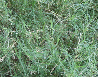 Karuka Grass Durva Cyndon dactylon Dasapushpam | Hindu Devotional Blog