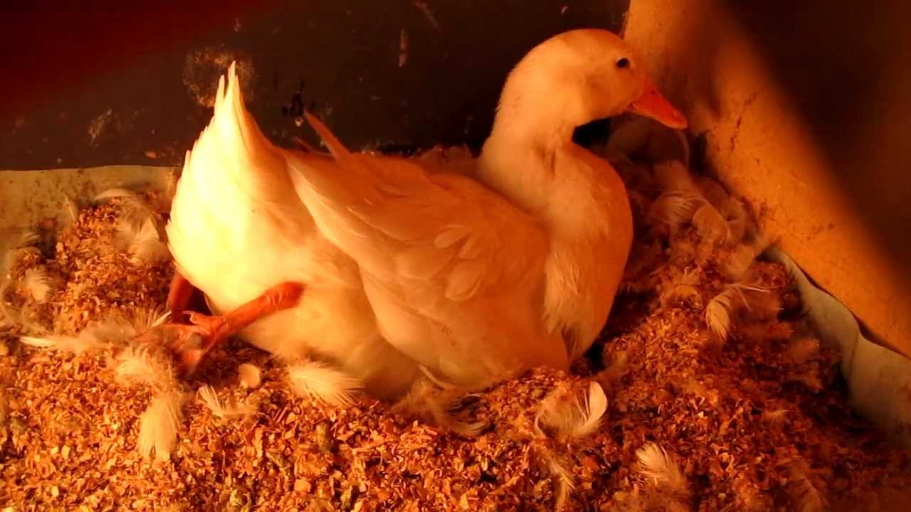 Cómo acelerar la producción de huevos de pato! - Mundo Ingenieril