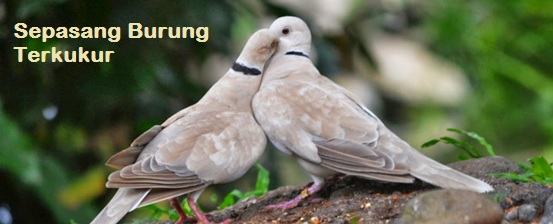 Anim Agro Technology: BURUNG TERKUKUR (Part 2)