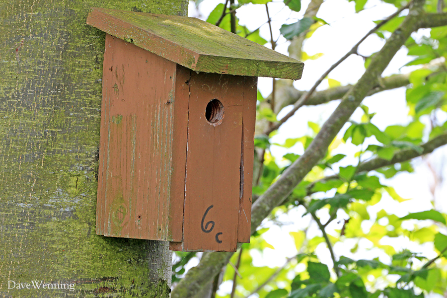 The Nest Box Trail