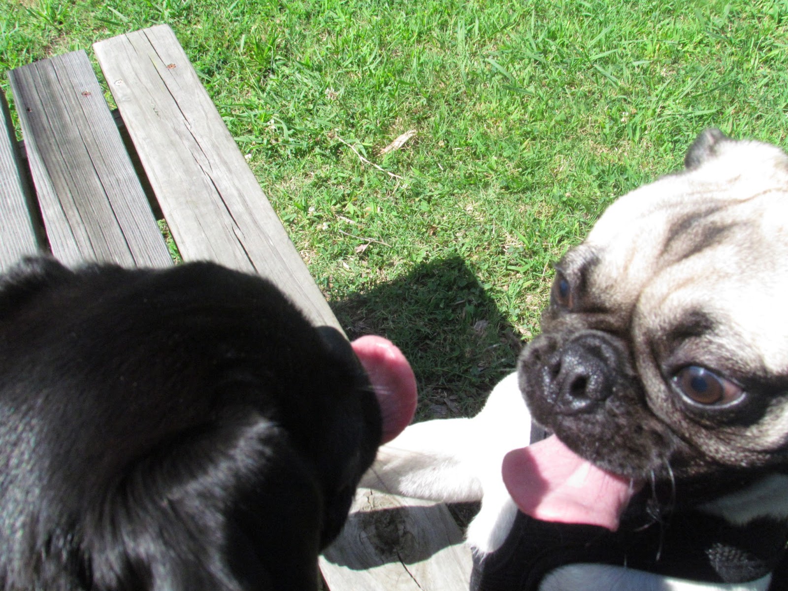 two spoiled pugs: July pug meet ups